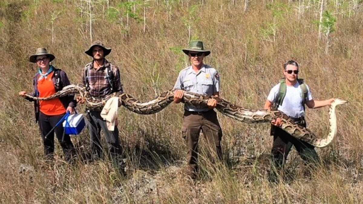 Whoa! Scientists capture 17-foot-long python in Florida with 73 ...