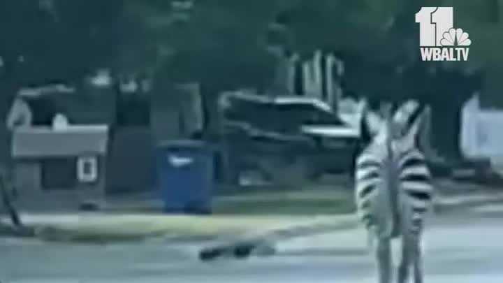Zebra escapes, runs into south Texas city