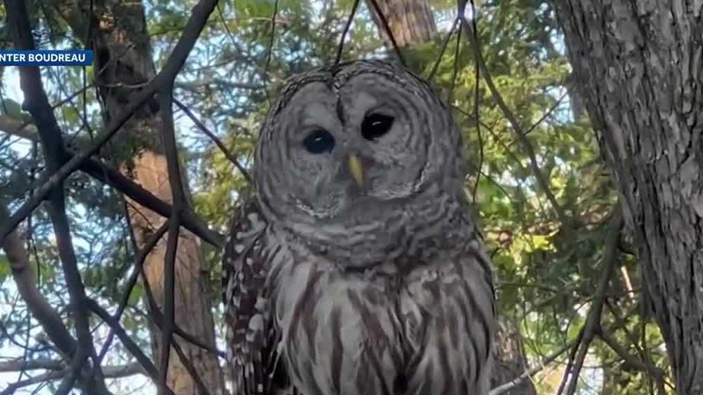 Proposal to Kill Barred Owls to Protect Northern Spotted Owls
