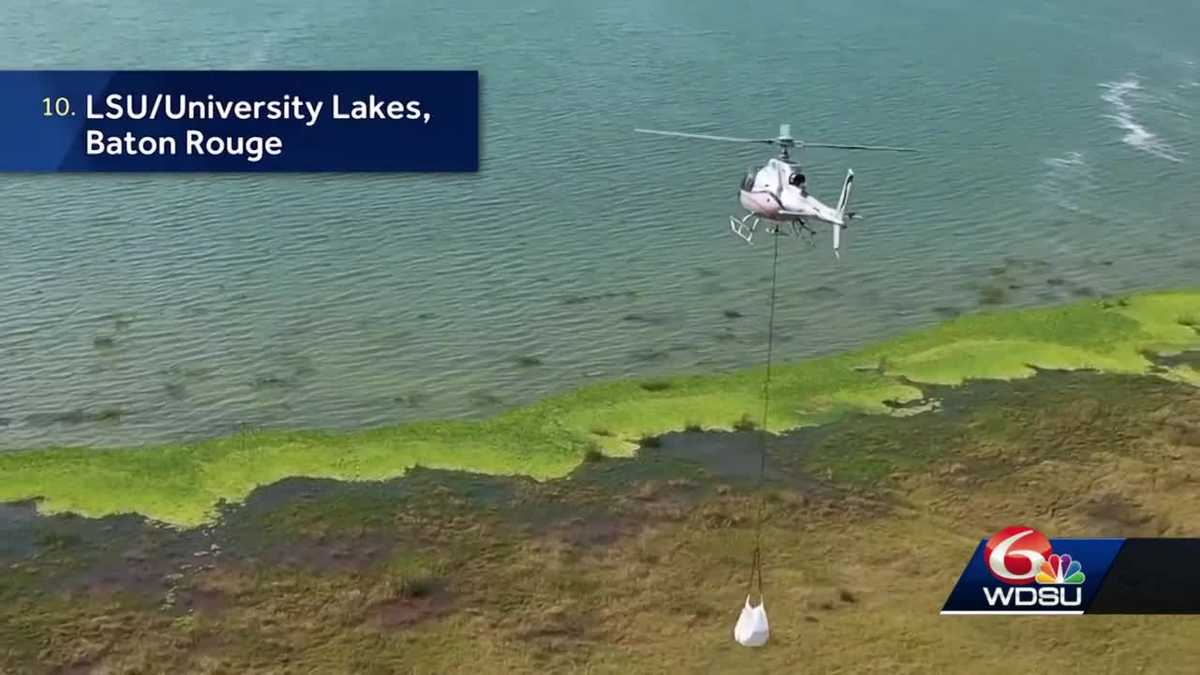 LSU University Lakes rank top 10 for the most toxic algal blooms