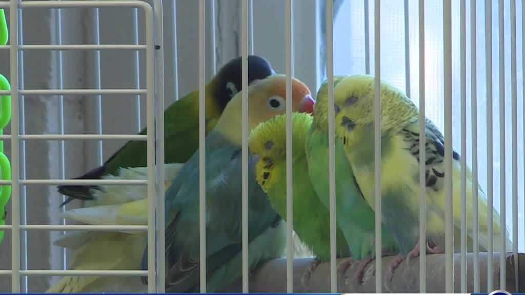 Nebraska Humane Society treating hundreds of rescued animals