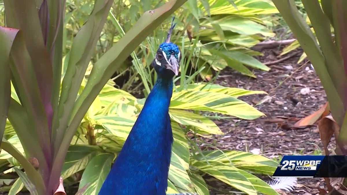 Cancer patients, families treated to fun day at zoo