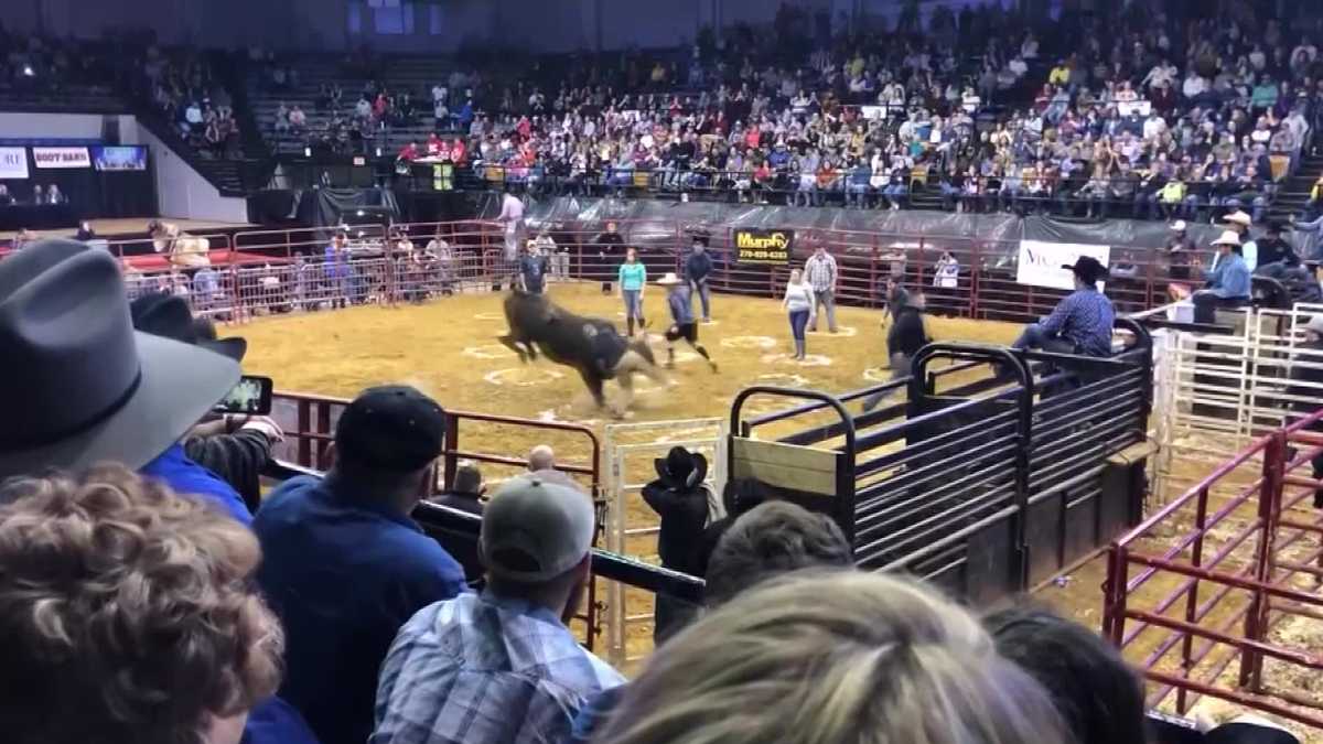 Shocking video shows several people hurt by bull during 'cowboy pinball ...