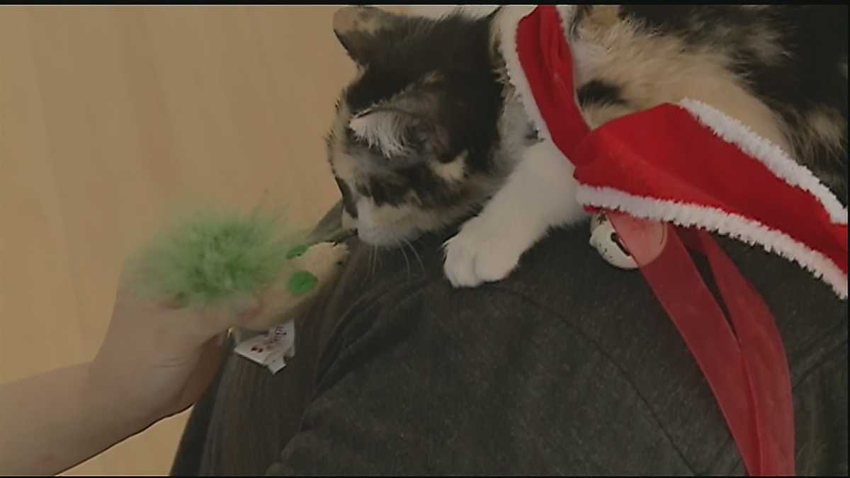 LSPCA staff members deliver adopted pets to families across N.O ...