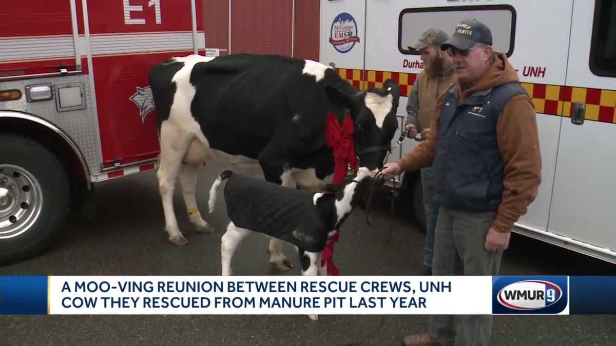 Crews who rescued UNH dairy cow honored 1 year later