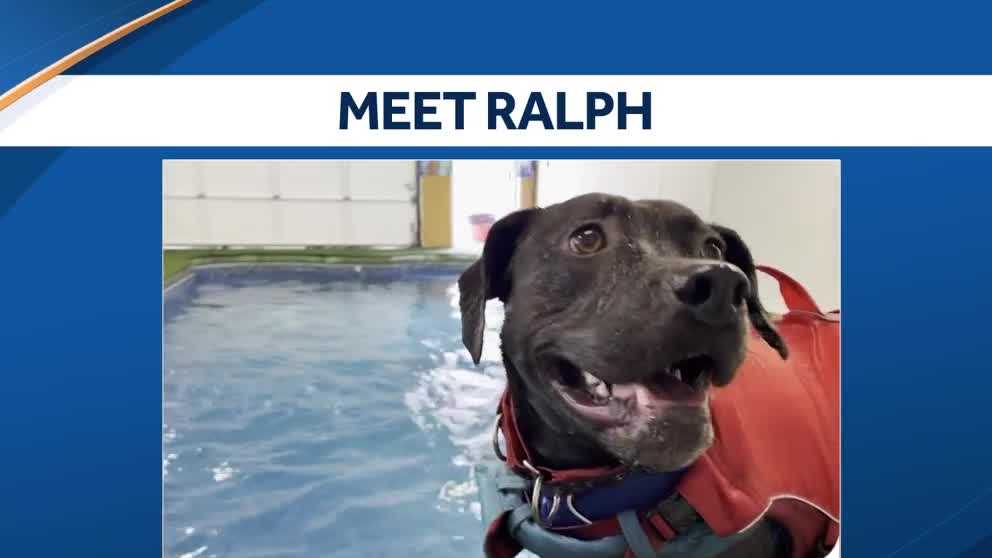 Second Chance Ranch Rescue dog Ralph available for adoption