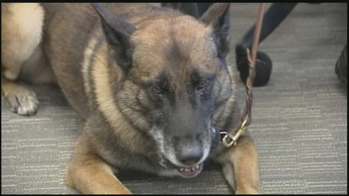 K9 credited with inmate capture