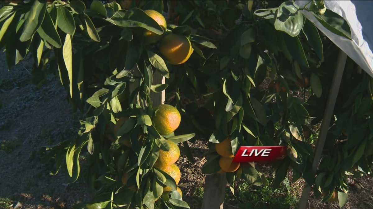 Mandarin orange farmers try to protect crops during cold snap