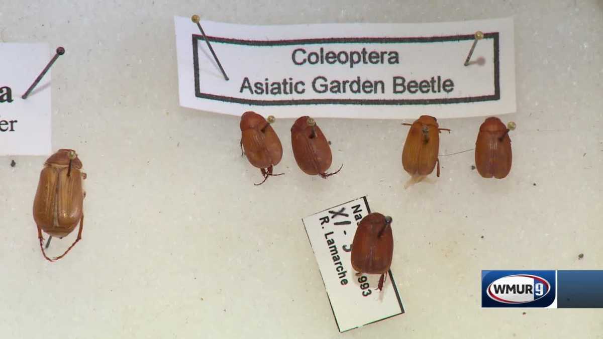 Grow it Green: Asiatic garden beetle