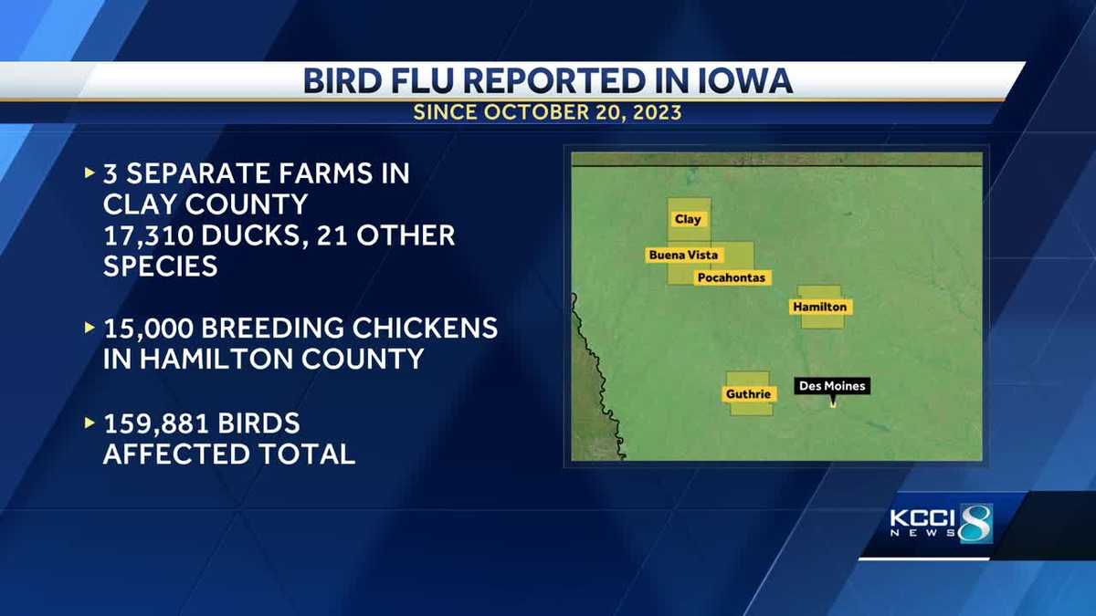 Bird flu: Clay County reports outbreaks on 3 farms