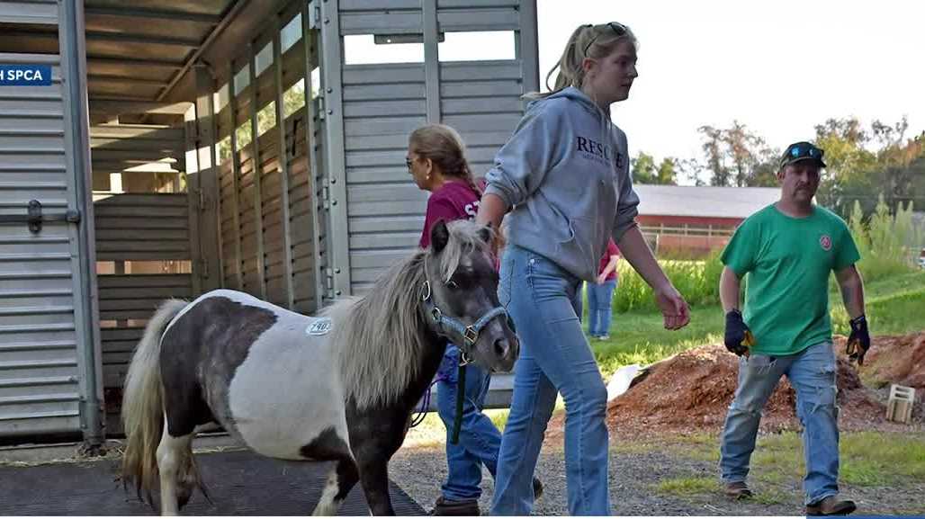 Stratham, New Hampshire: Dozens of animals seized by NHSPCA