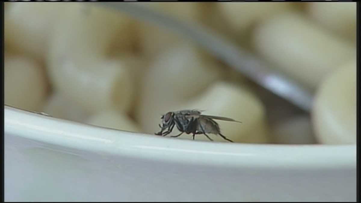 Residents: Fly problem getting worse in Turner