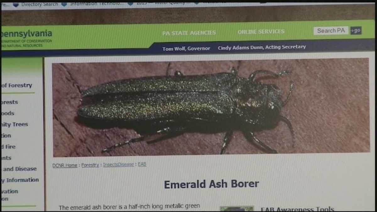 Insect called 'Emerald Ash Borer' killing trees in Susquehanna Valley