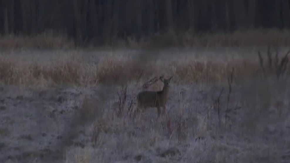More than half a million hunters join in on opening weekend of gun deer ...