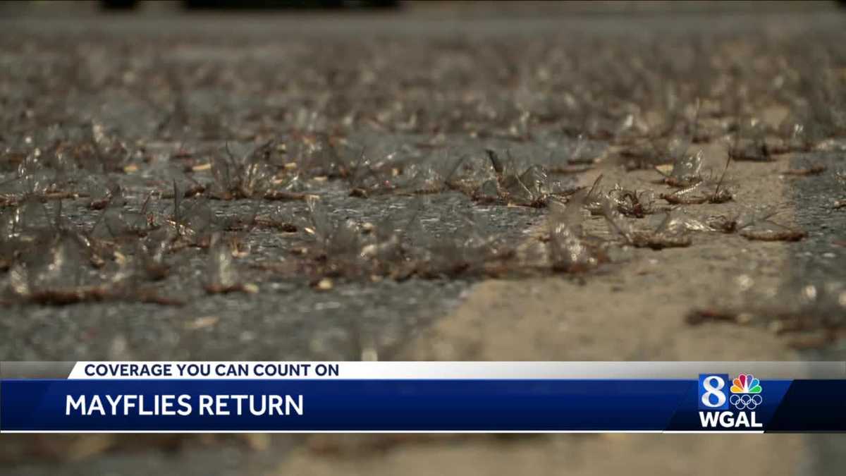 MAYFLIES are back!