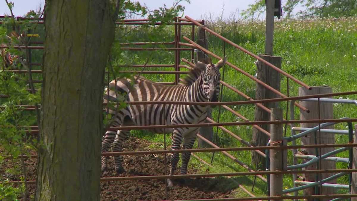 Police catch stray zebra in neighborhood