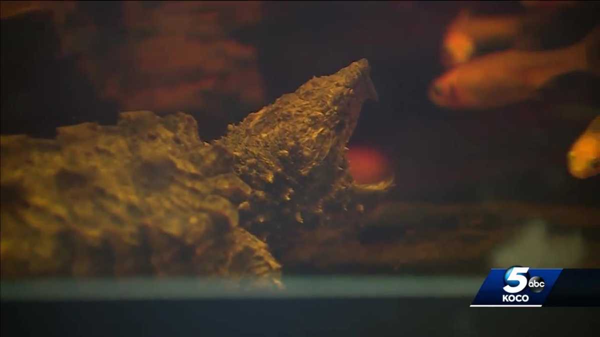 ALLIGATOR SNAPPING TURTLES: OKC Zoo welcome 11 alligator snapping ...