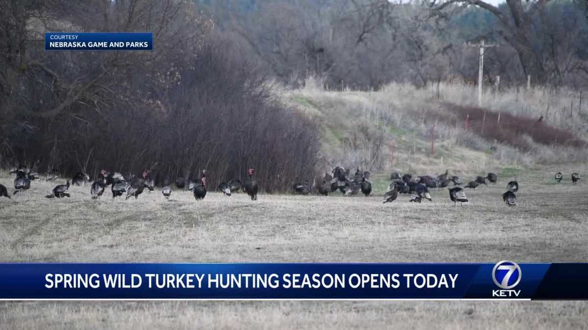 Great Outdoors: Wild Turkey season now officially open