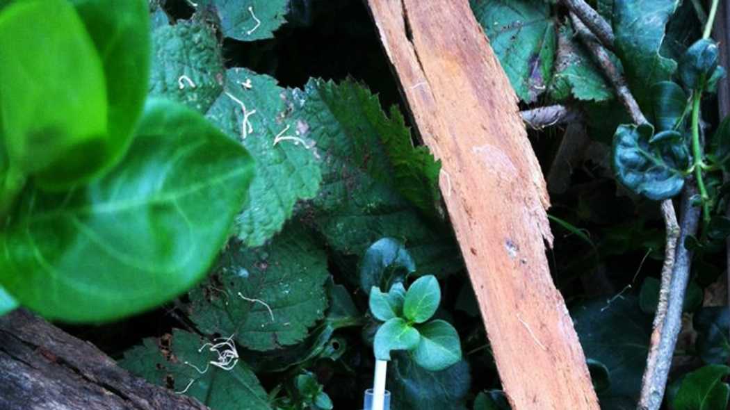 Controversial video of Clean Team goes viral