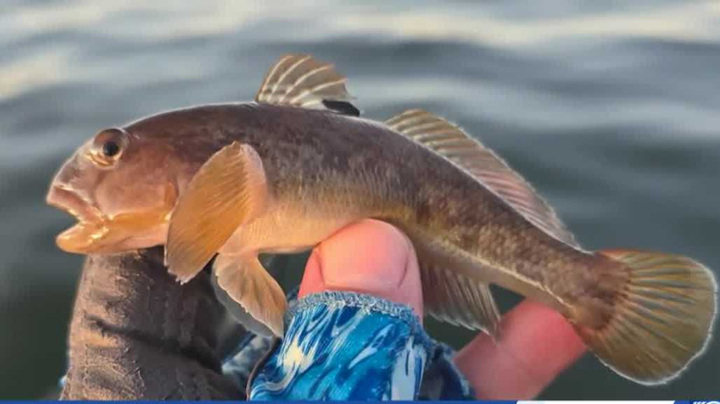Round goby discovered in Lake Winnebago, raising concerns for native fish