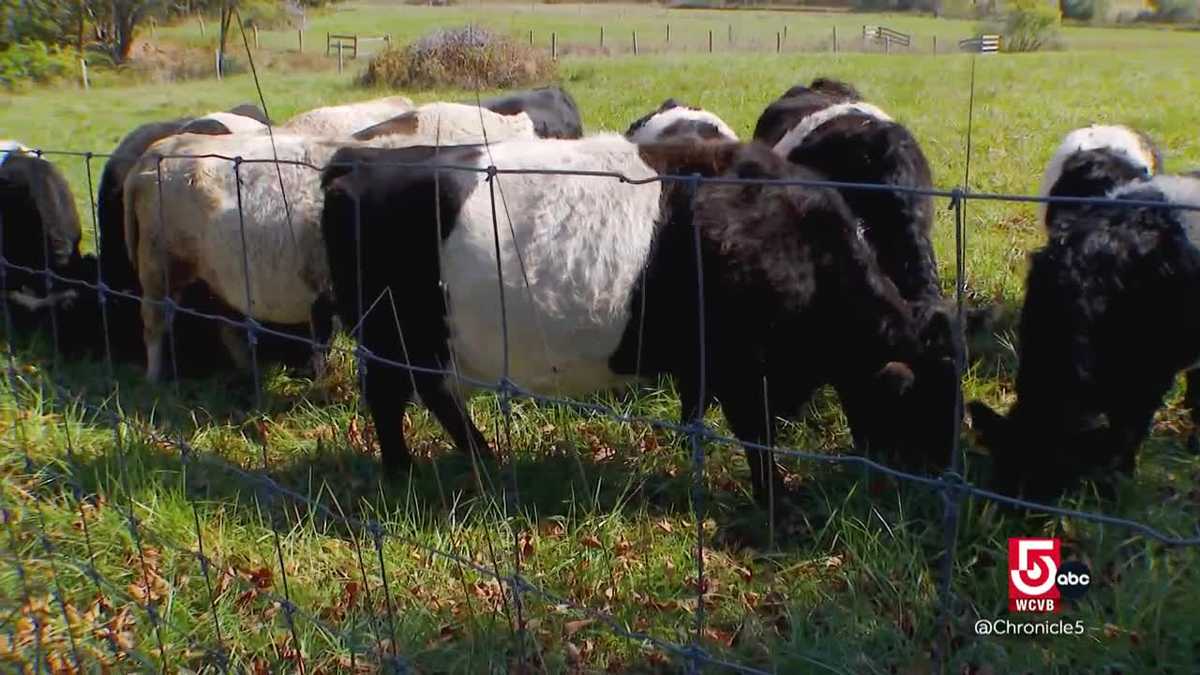Discover Rockport, Maine's famous 'Oreo Cookie' cows
