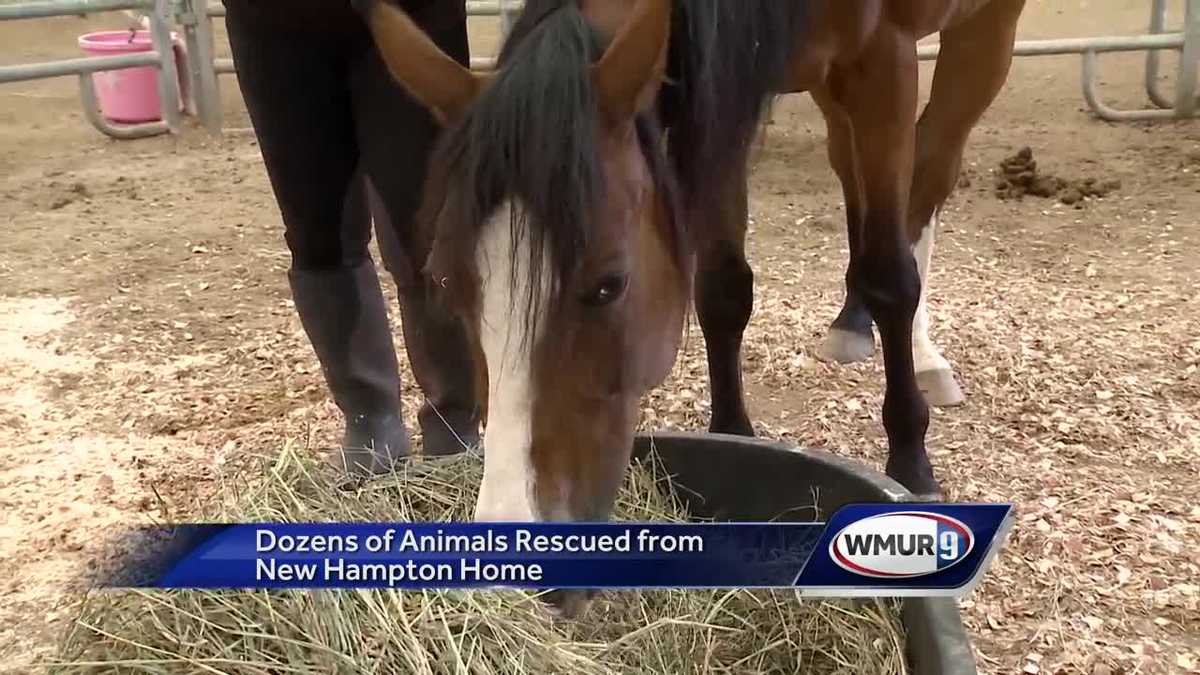 Dozens of animals rescued from New Hampton home Dozens of animals rescued from New Hampton home