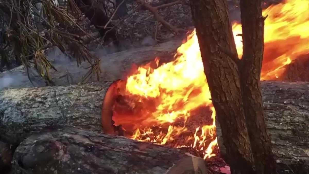Log Burns Brightly in Forest