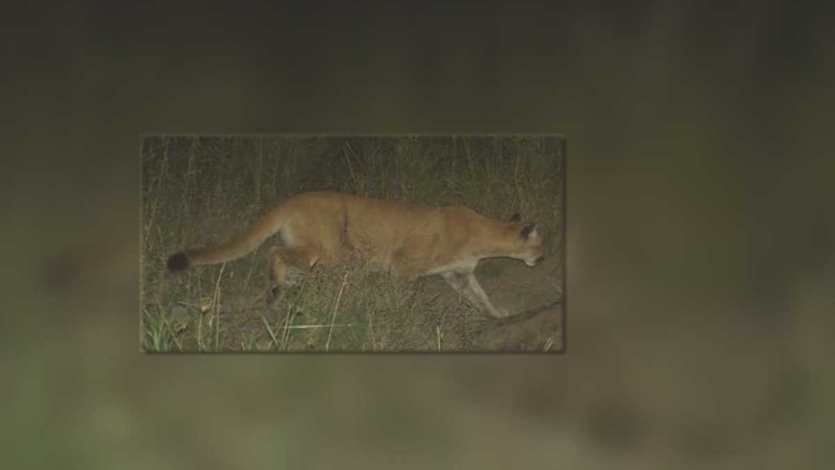 Game camera catches mountain lion