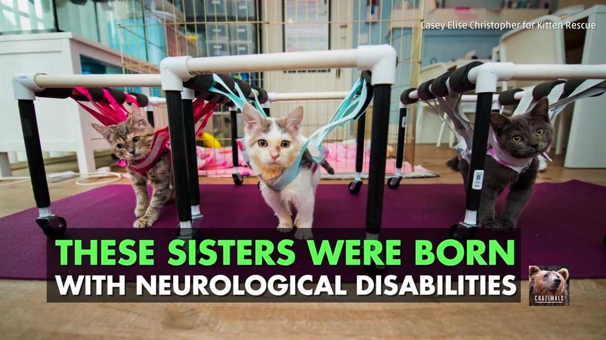 Lovable disabled kittens get some TLC