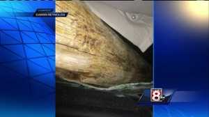 Car slams into fallen telephone pole