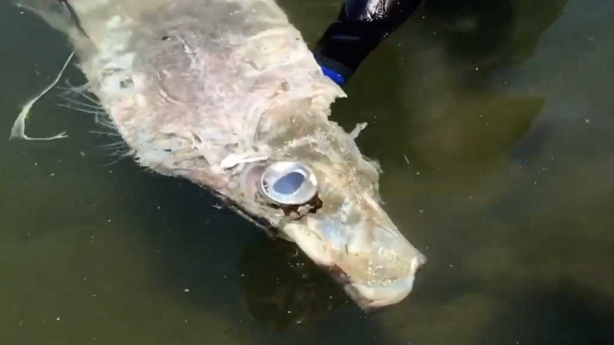 'We were shocked': Paddelboarder finds deepwater fish with eyes like ...