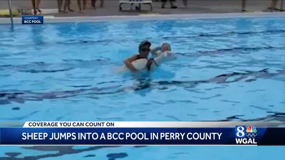 Sheep jumps into community swimming pool in Perry County