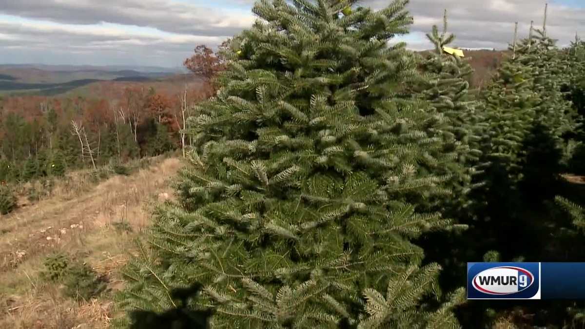 Grow it Green: Christmas tree varieties