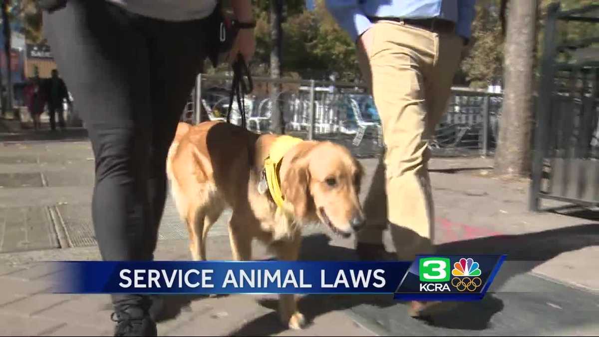 Fake Out: How California cracks down on fake service animals