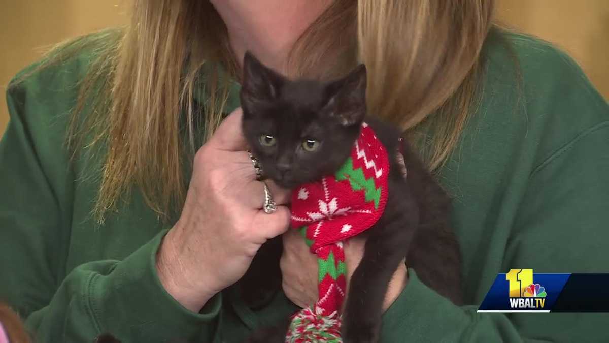 Mavis, a squirmy kitten, needs a home for the holidays