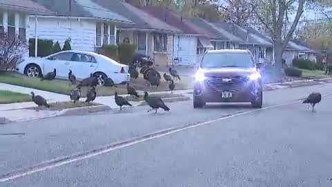WATCH: Residents say wild turkeys are attacking their community