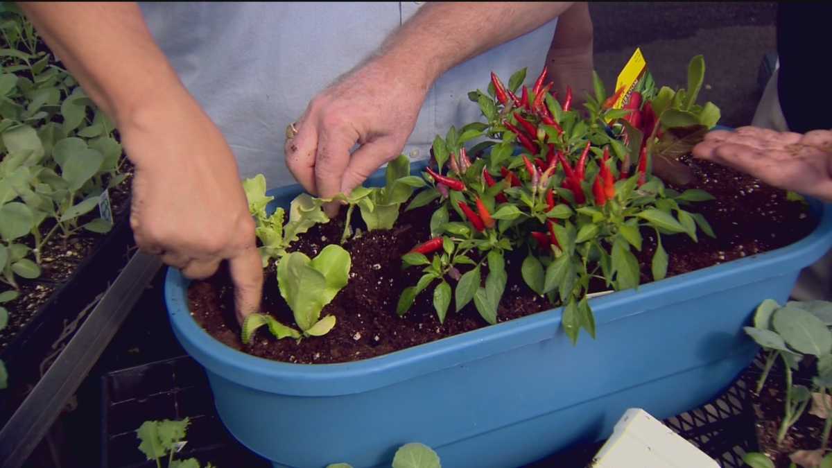 Sunday Gardener: What you can plant now