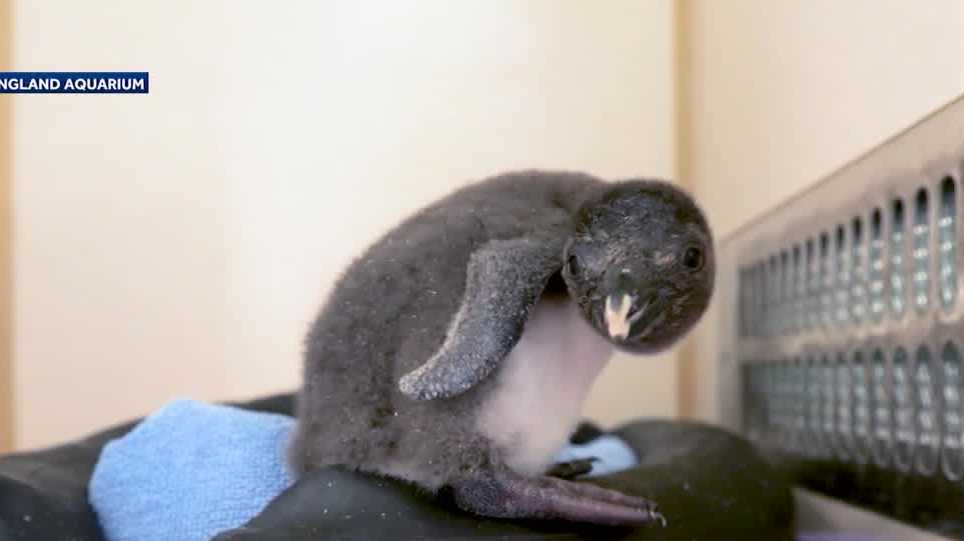New penguin chick now on exhibit at New England Aquarium