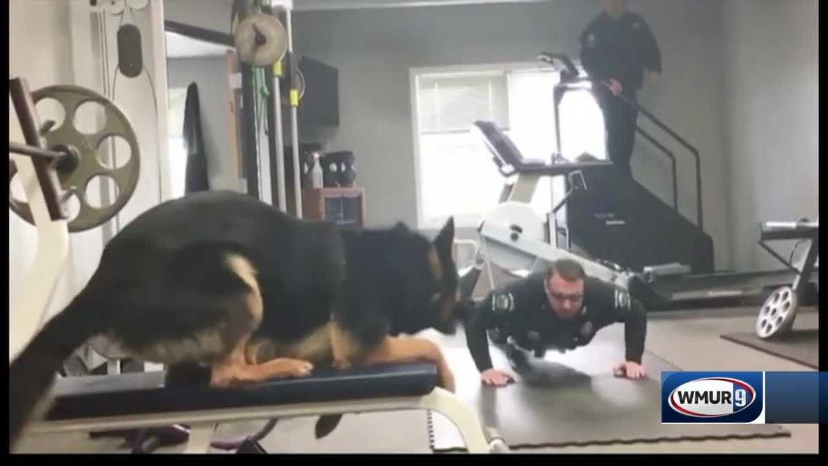 Video: Auburn Police K9 does 'push-ups' with officers, issues challenge