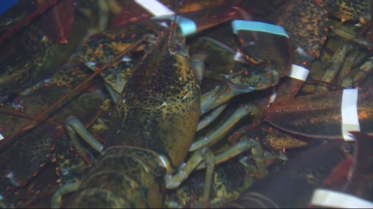 Lobster shell disease creeping northward
