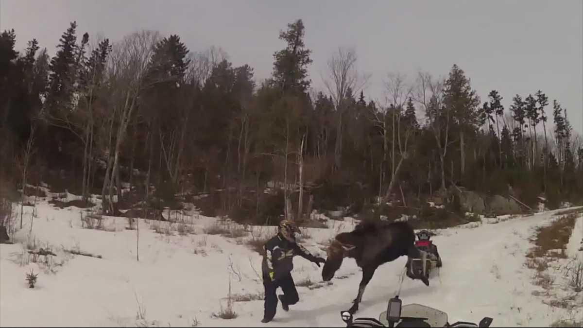 Watch moose charge snowmobiling couple