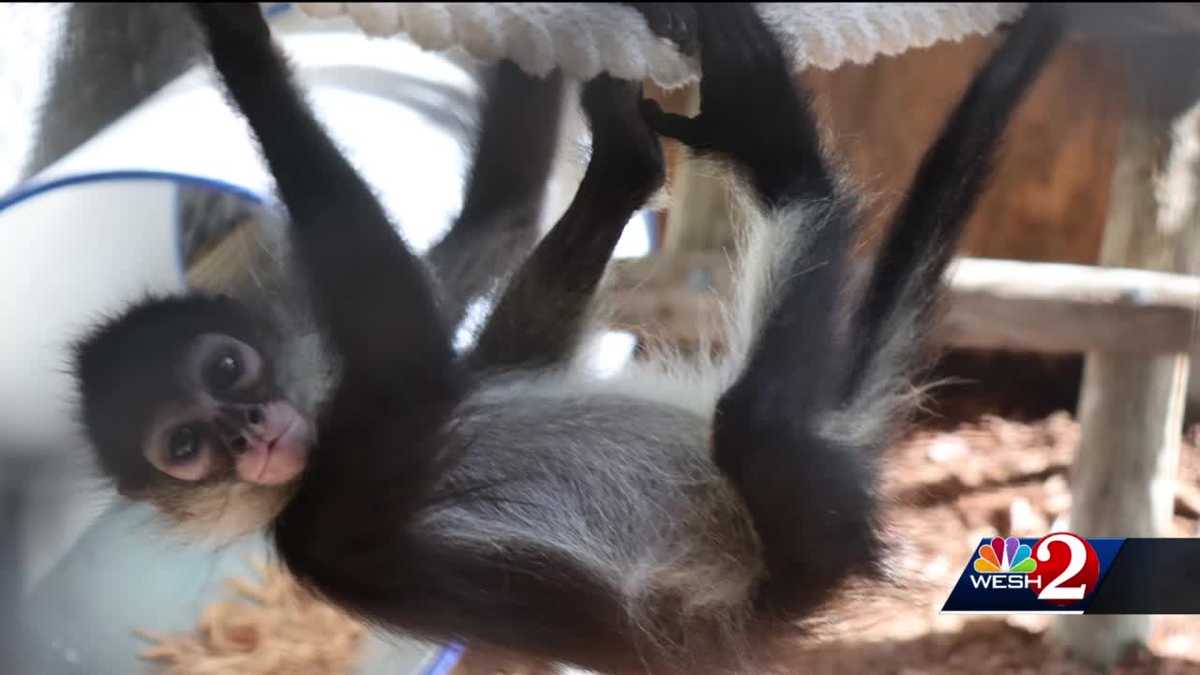 Central Florida Zoo takes in 3 orphaned spider monkeys
