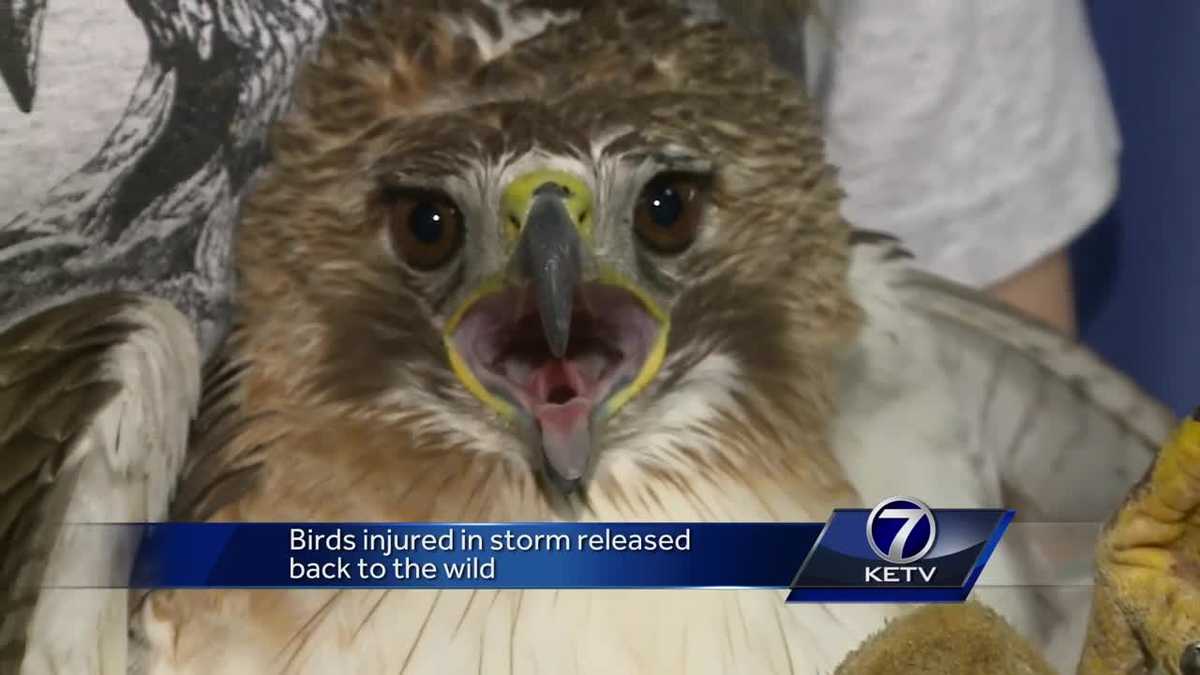 Birds injured in storm released back to the wild