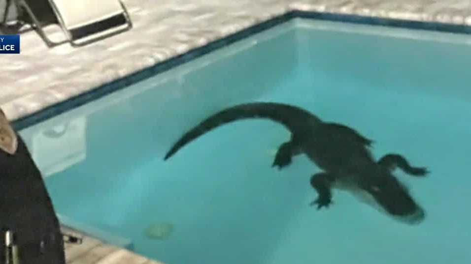 Alligator goes for a swim in backyard pool in New Smyrna Beach
