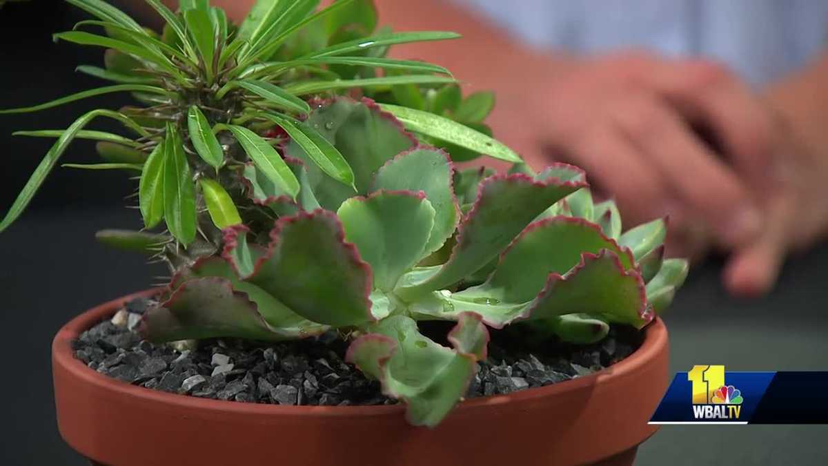 Plant Questions: Does lack of sunlight impact indoor plants?