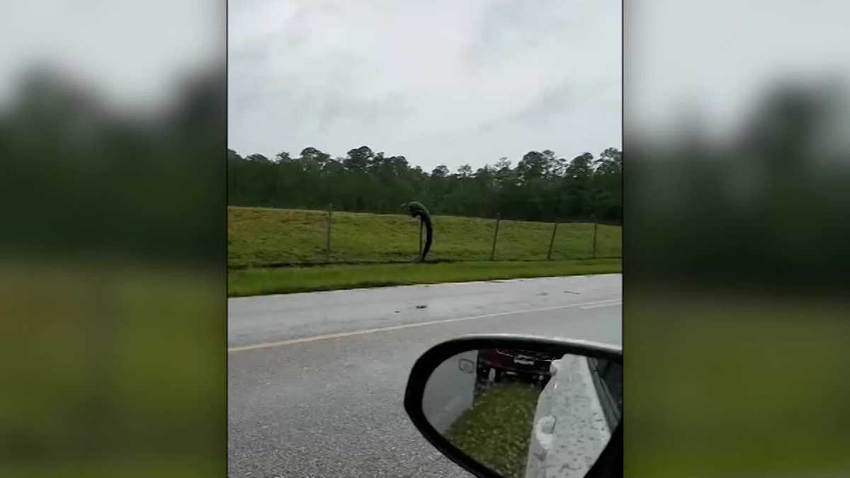 VIDEO: Alligator climbs over fence in Florida