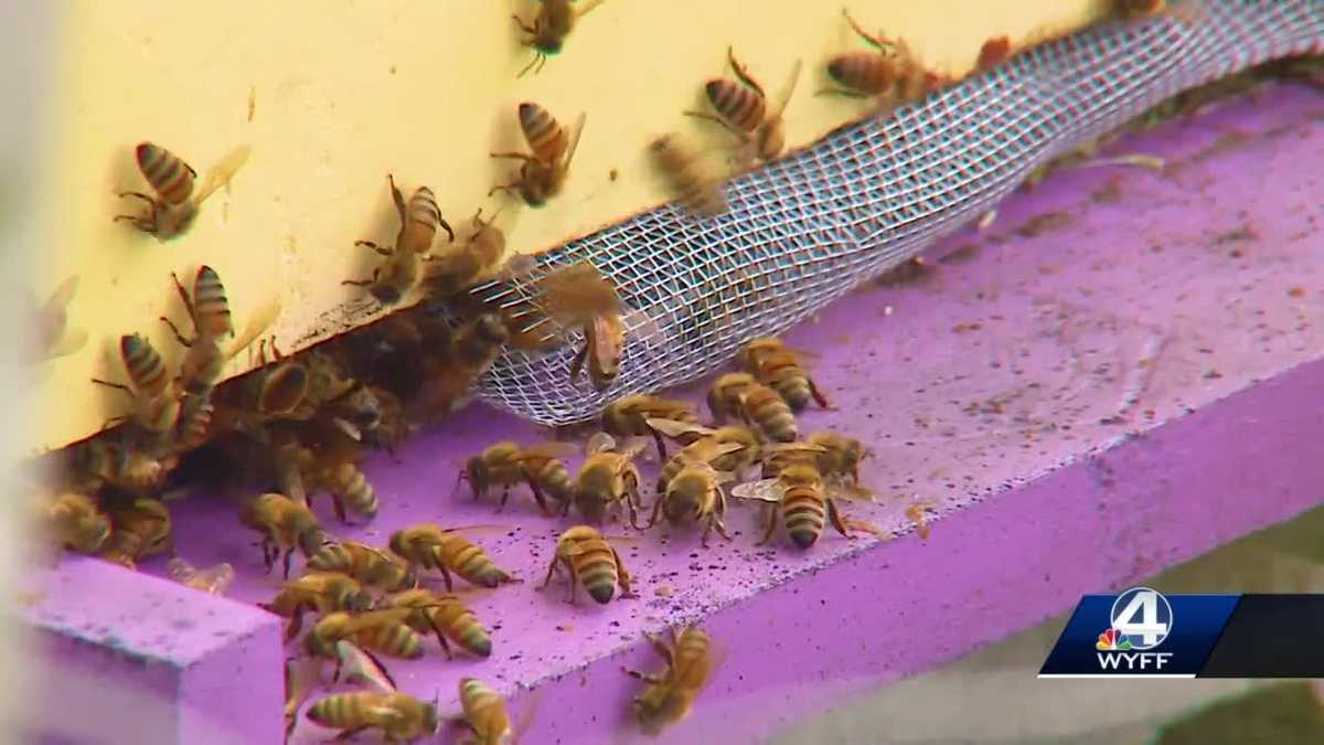 Greenville Forecasting Our Future: Bees thrive in our climate