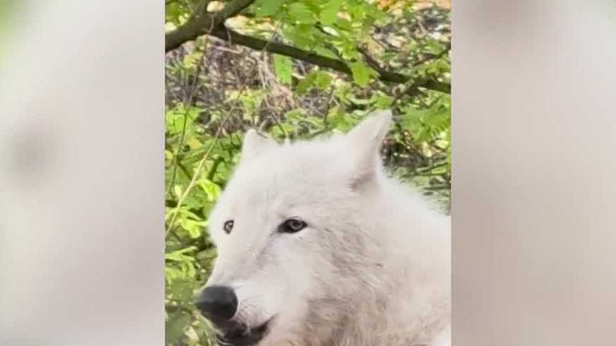 Wolves and warriors: How veterans are healing at Shy Wolf Sanctuary