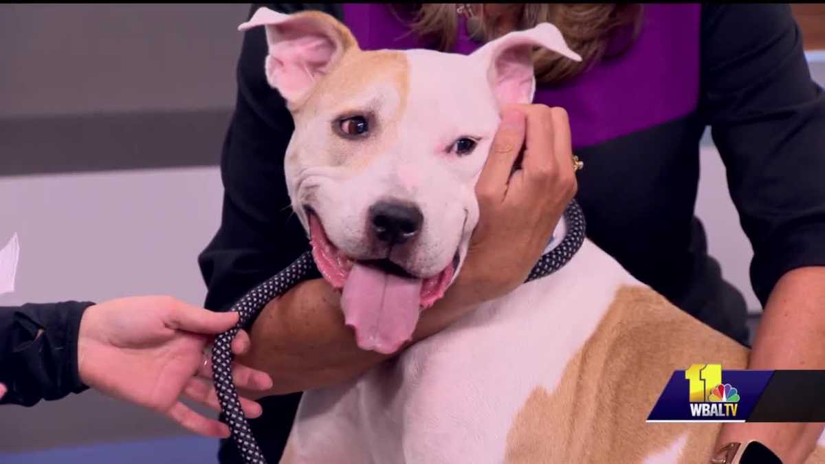 BARCS has dog named 'Bob Barker' looking for a new home