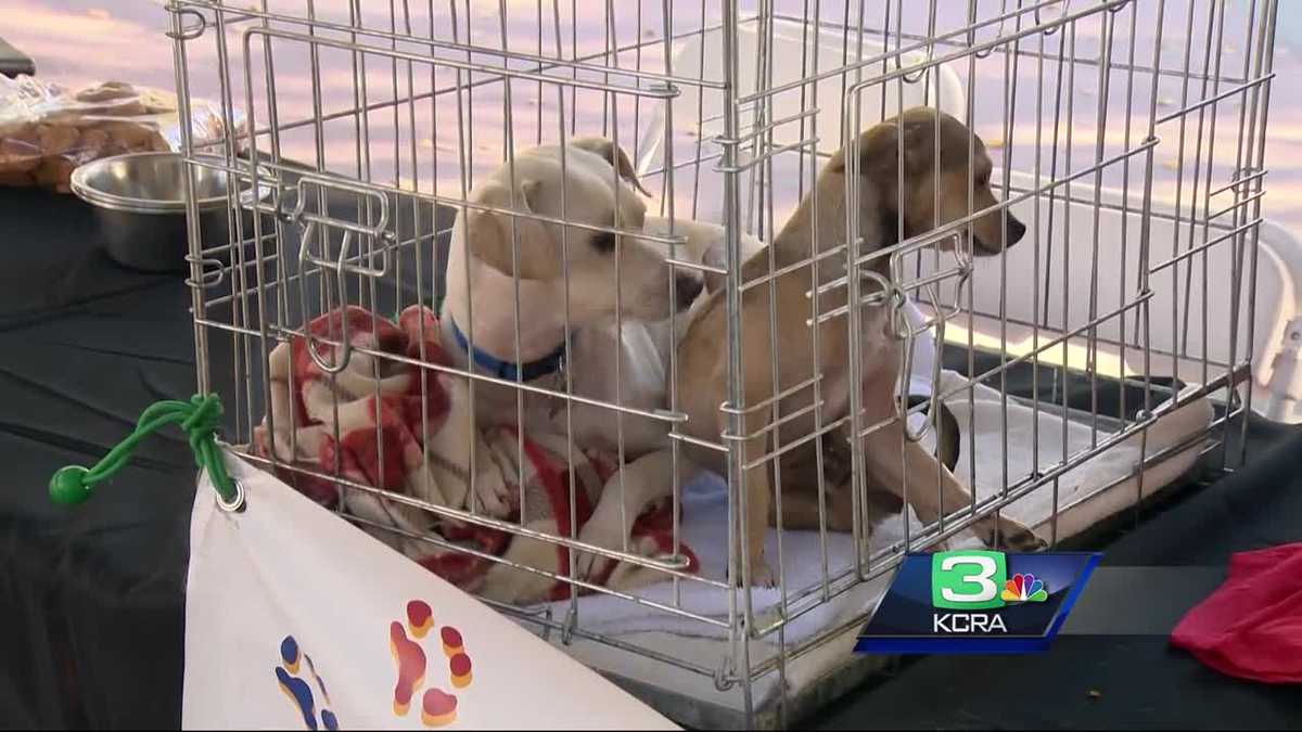 Davis pet adoption event has plenty of love for all
